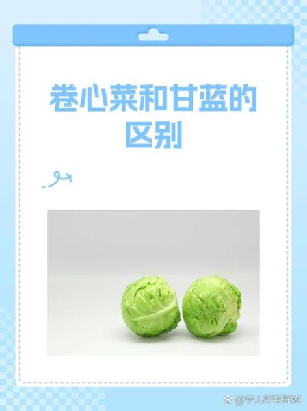 甘蓝菜是什么菜_甘蓝菜和卷心菜的区别-第1张图片-山城妙识 甘蓝菜是什么菜_甘蓝菜和卷心菜的区别-第1张图片-山城妙识