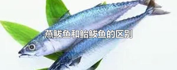 燕鲅和鲅鱼有区别么_燕鲅和鲅鱼哪个贵-第1张图片-山城妙识 燕鲅和鲅鱼有区别么_燕鲅和鲅鱼哪个贵-第1张图片-山城妙识