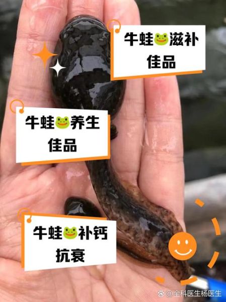 牛蛙的营养价值_牛蛙的禁忌人群-第1张图片-山城妙识