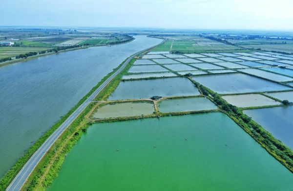 淡水虾养殖基地选址_淡水虾养殖基地如何建设-第2张图片-山城妙识