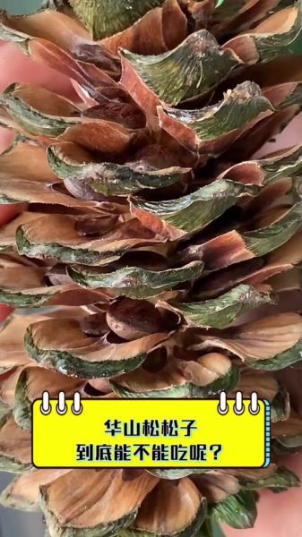 生松子为什么不能直接吃_生松子怎么处理才能吃-第3张图片-山城妙识