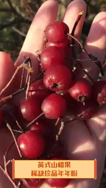 山楂英语怎么说_山楂英语例句-第3张图片-山城妙识