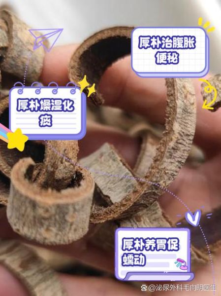 姜厚朴的功效与作用_姜厚朴的禁忌有哪些-第3张图片-山城妙识