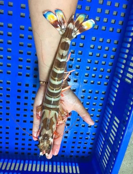 对虾图片高清_如何挑选高清对虾图片-第1张图片-山城妙识