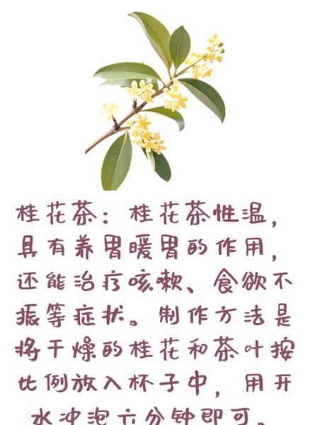 桂花茶怎么泡_桂花茶制作方法步骤-第2张图片-山城妙识