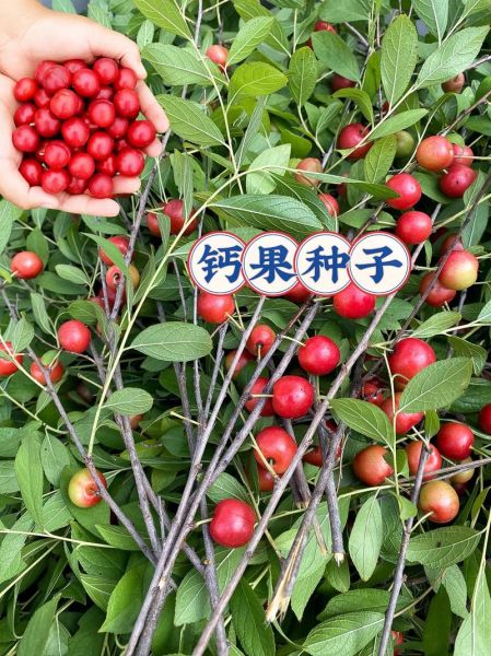 含钙高的食物和水果有哪些_哪些水果含钙高-第1张图片-山城妙识