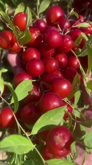 含钙高的食物和水果有哪些_哪些水果含钙高-第3张图片-山城妙识