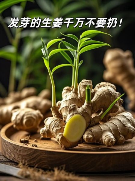 生姜发芽了还能不能吃_生姜发芽有毒吗-第1张图片-山城妙识 生姜发芽了还能不能吃_生姜发芽有毒吗-第1张图片-山城妙识