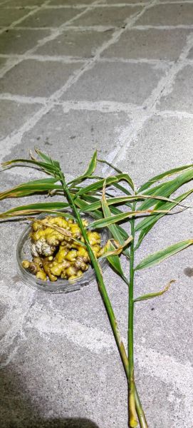 生姜发芽了还能不能吃_生姜发芽有毒吗-第3张图片-山城妙识 生姜发芽了还能不能吃_生姜发芽有毒吗-第3张图片-山城妙识