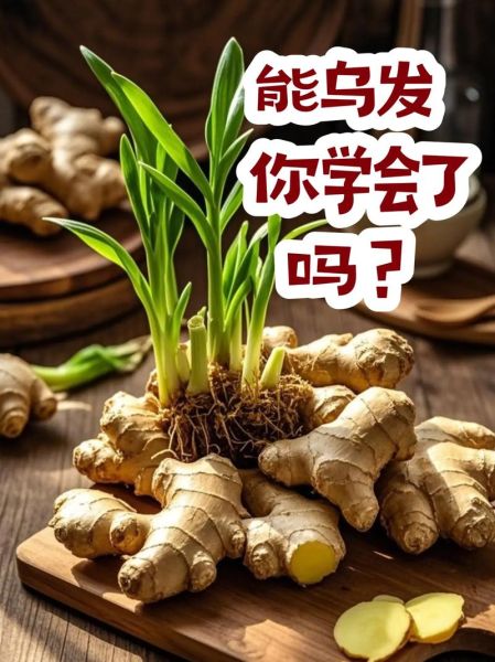 生姜发芽了还能不能吃_生姜发芽有毒吗-第2张图片-山城妙识 生姜发芽了还能不能吃_生姜发芽有毒吗-第2张图片-山城妙识