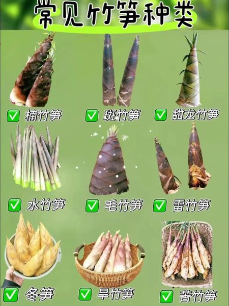 笋分为几种_笋的种类图片大全-第2张图片-山城妙识 笋分为几种_笋的种类图片大全-第2张图片-山城妙识