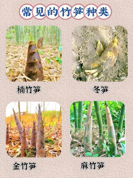 笋分为几种_笋的种类图片大全-第1张图片-山城妙识 笋分为几种_笋的种类图片大全-第1张图片-山城妙识