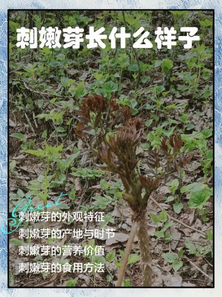 刺嫩芽种植技术_刺嫩芽适合什么土壤-第3张图片-山城妙识