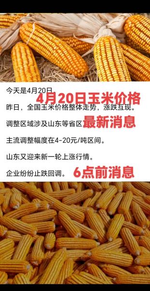 玉米价格最新行情_玉米还会涨价吗-第1张图片-山城妙识 玉米价格最新行情_玉米还会涨价吗-第1张图片-山城妙识