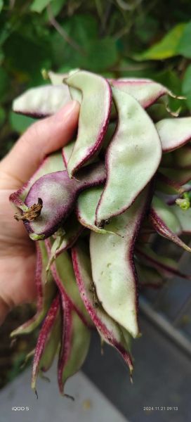 炒扁豆的功效与作用_炒扁豆怎么吃才安全-第3张图片-山城妙识