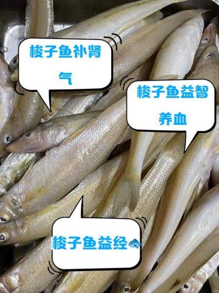 梭子鱼长什么样_梭子鱼有毒吗-第1张图片-山城妙识 梭子鱼长什么样_梭子鱼有毒吗-第1张图片-山城妙识