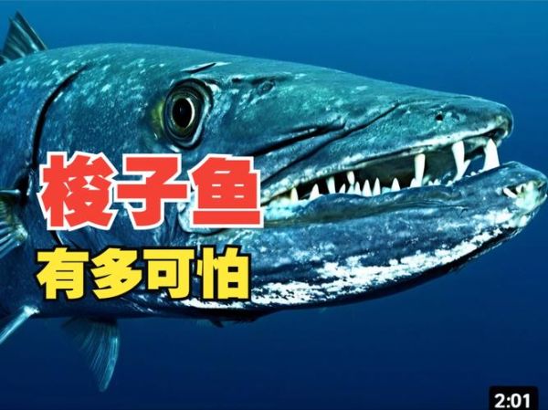 梭子鱼长什么样_梭子鱼有毒吗-第3张图片-山城妙识 梭子鱼长什么样_梭子鱼有毒吗-第3张图片-山城妙识