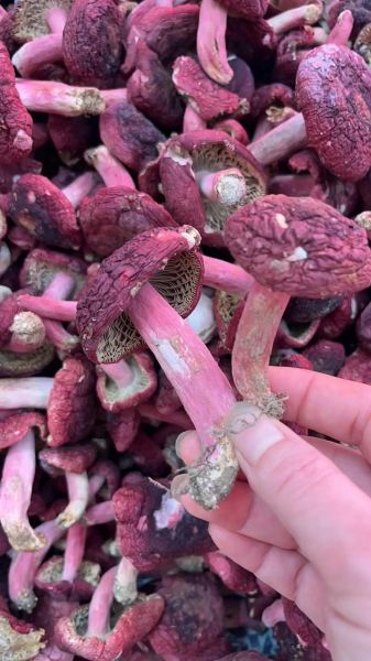 红菇人工栽培技术_红菇菌丝培养方法-第1张图片-山城妙识 红菇人工栽培技术_红菇菌丝培养方法-第1张图片-山城妙识