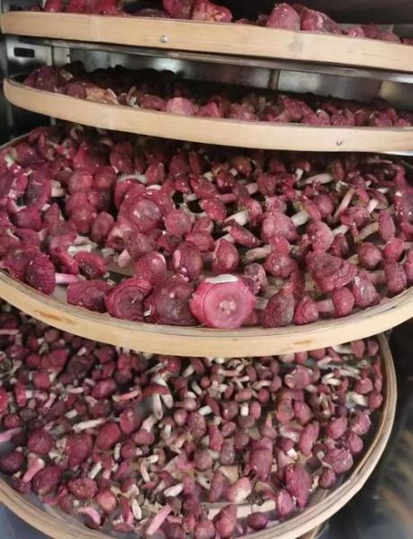 红菇人工栽培技术_红菇菌丝培养方法-第2张图片-山城妙识 红菇人工栽培技术_红菇菌丝培养方法-第2张图片-山城妙识