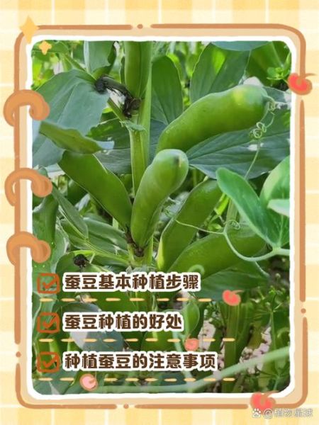 蚕豆植株长什么样_蚕豆图片怎么识别-第1张图片-山城妙识 蚕豆植株长什么样_蚕豆图片怎么识别-第1张图片-山城妙识