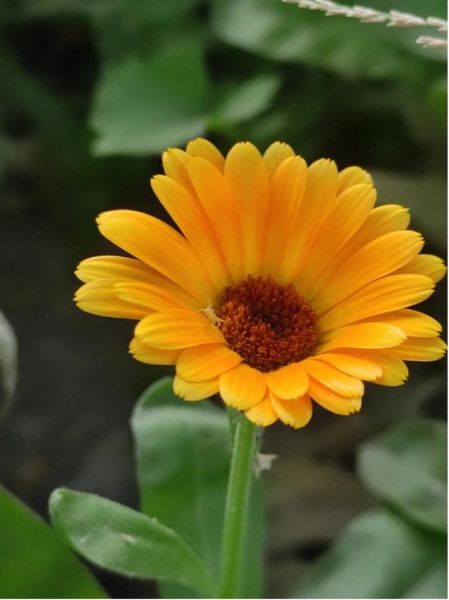 金盏菊图片大全_金盏菊长什么样-第1张图片-山城妙识