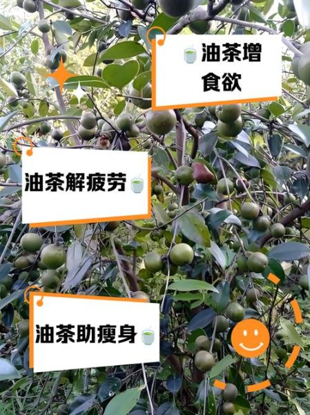 油茶的功效与作用_油茶怎么喝最健康-第1张图片-山城妙识 油茶的功效与作用_油茶怎么喝最健康-第1张图片-山城妙识