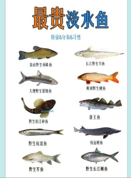 淡水鱼品种大全及图片_淡水鱼有哪些常见种类-第3张图片-山城妙识
