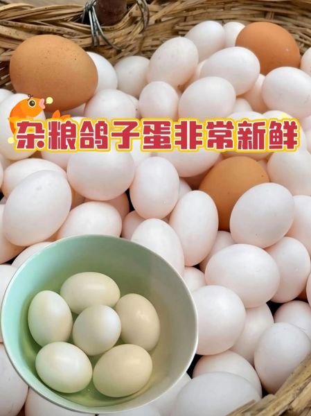 鸽子蛋多少钱一斤_哪里买鸽子蛋最便宜-第2张图片-山城妙识 鸽子蛋多少钱一斤_哪里买鸽子蛋最便宜-第2张图片-山城妙识