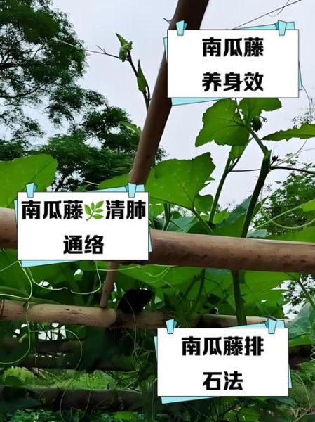 老南瓜藤的功效与作用_老南瓜藤能治什么病-第3张图片-山城妙识