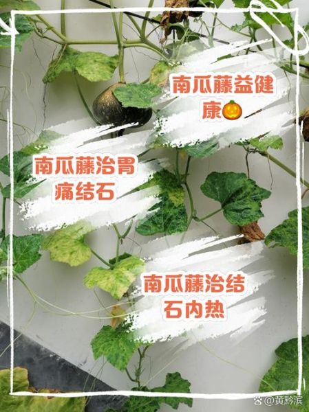 老南瓜藤的功效与作用_老南瓜藤能治什么病-第1张图片-山城妙识