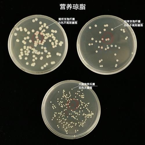 琼脂是什么化学物质_琼脂的化学结构-第1张图片-山城妙识