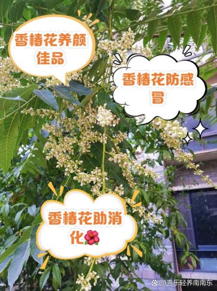 臭椿花能吃吗_臭椿花有什么功效-第1张图片-山城妙识