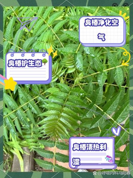 臭椿花能吃吗_臭椿花有什么功效-第2张图片-山城妙识