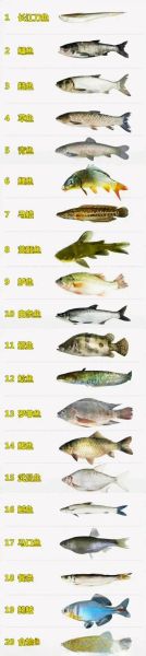 淡水鱼种类大全_常见淡水鱼有哪些-第3张图片-山城妙识