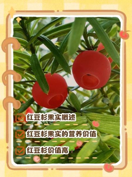 红豆杉果实有什么功效_红豆杉果实能吃吗-第1张图片-山城妙识