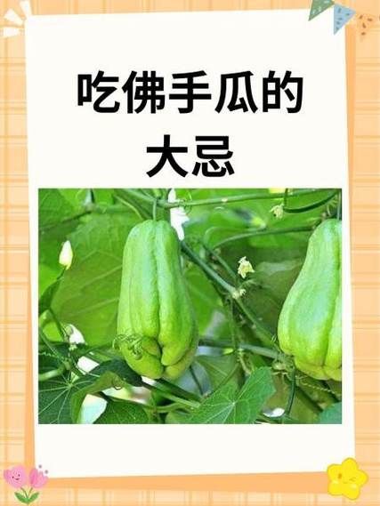 佛手瓜生吃有什么好处_佛手瓜可以生吃吗-第3张图片-山城妙识