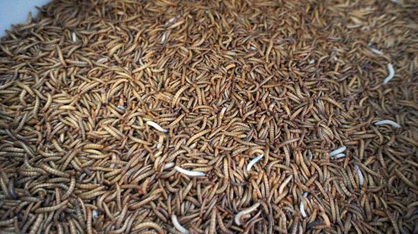 大麦虫养殖赚钱吗_大麦虫养殖技术要点-第3张图片-山城妙识