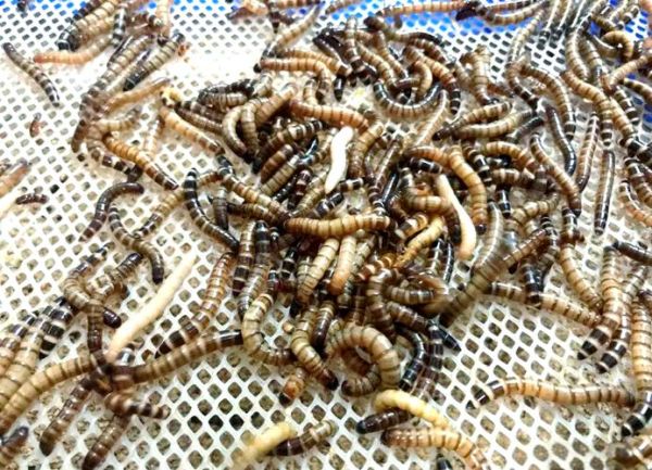 大麦虫养殖赚钱吗_大麦虫养殖技术要点-第1张图片-山城妙识