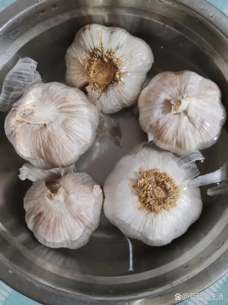 腌蒜苗怎么做_腌蒜苗能放多久-第2张图片-山城妙识 腌蒜苗怎么做_腌蒜苗能放多久-第2张图片-山城妙识