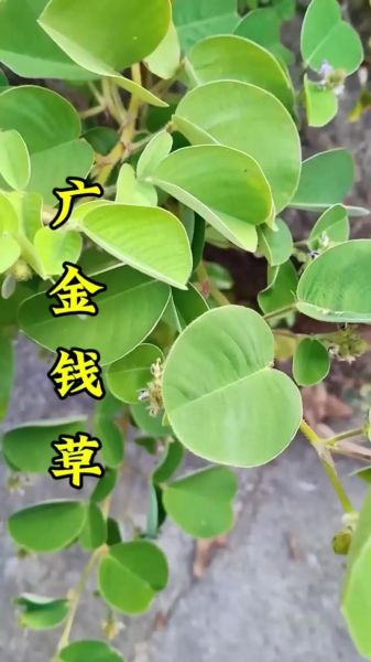 广金钱草的功效与作用_广金钱草能治疗什么病-第1张图片-山城妙识