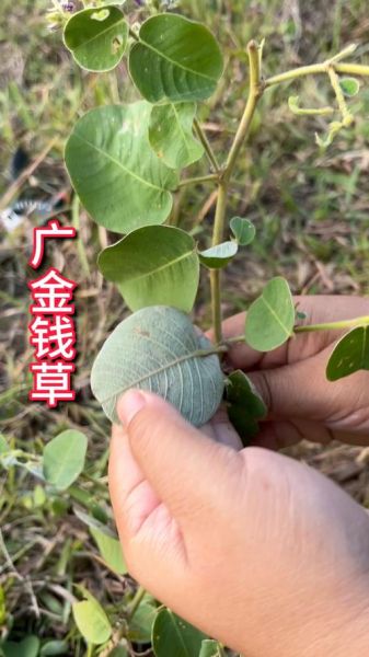 广金钱草的功效与作用_广金钱草能治疗什么病-第3张图片-山城妙识