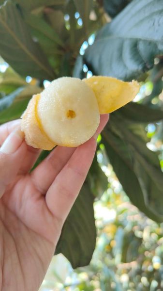 枇杷怎么保存时间长_枇杷图片怎么拍好看-第1张图片-山城妙识