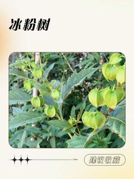 冰粉树是什么植物_冰粉树图片长什么样-第1张图片-山城妙识 冰粉树是什么植物_冰粉树图片长什么样-第1张图片-山城妙识