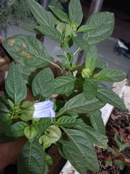 冰粉树是什么植物_冰粉树图片长什么样-第2张图片-山城妙识 冰粉树是什么植物_冰粉树图片长什么样-第2张图片-山城妙识