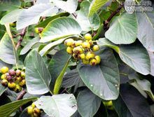 冰粉树是什么植物_冰粉树图片长什么样-第3张图片-山城妙识 冰粉树是什么植物_冰粉树图片长什么样-第3张图片-山城妙识