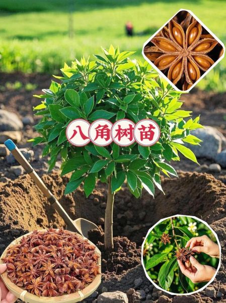 八角树苗怎么种_八角树苗价格多少钱一棵-第2张图片-山城妙识