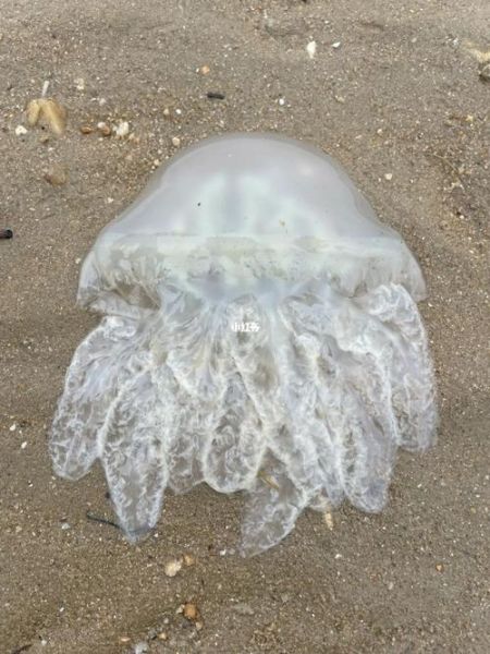 海蜇和水母是一样的吗_海蜇是水母吗-第3张图片-山城妙识