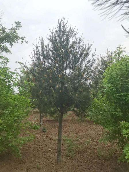 白皮松适合种在哪里_白皮松多久能长大-第2张图片-山城妙识 白皮松适合种在哪里_白皮松多久能长大-第2张图片-山城妙识