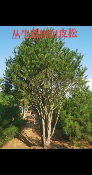 白皮松适合种在哪里_白皮松多久能长大-第3张图片-山城妙识 白皮松适合种在哪里_白皮松多久能长大-第3张图片-山城妙识