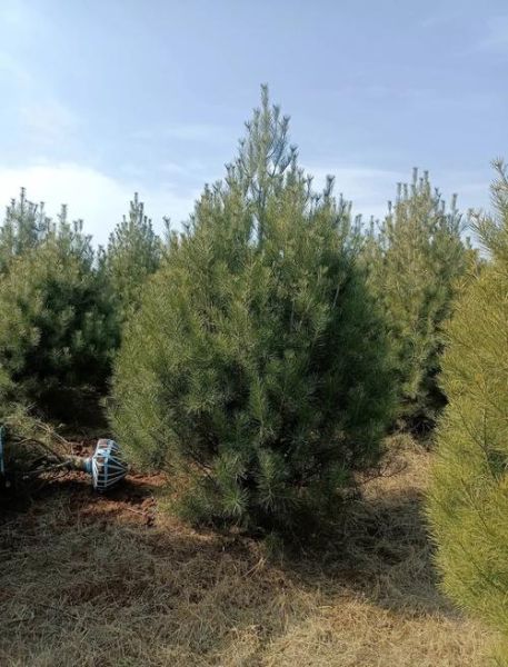 白皮松适合种在哪里_白皮松多久能长大-第1张图片-山城妙识 白皮松适合种在哪里_白皮松多久能长大-第1张图片-山城妙识